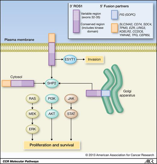 Molecular Pathways: ROS1 Fusion Proteins in Cancer | Clinical Cancer ...