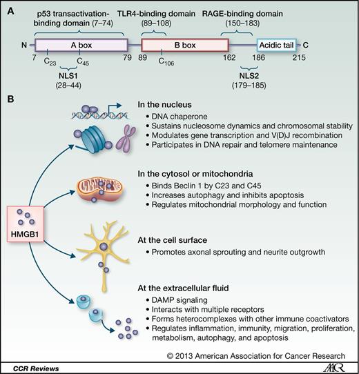 HMGB1 in Cancer: Good, Bad, or Both? | Clinical Cancer Research | American Association for ...