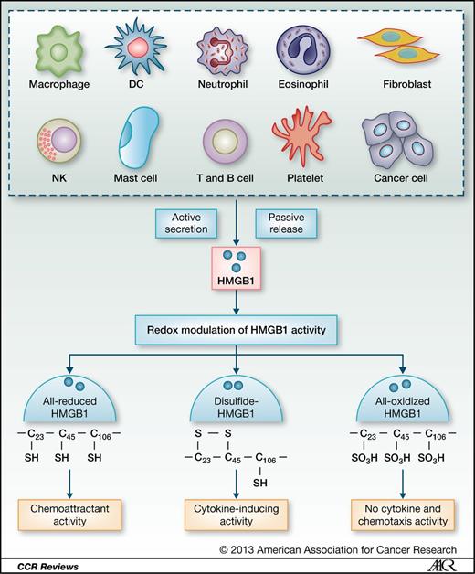 HMGB1 in Cancer: Good, Bad, or Both? | Clinical Cancer Research ...