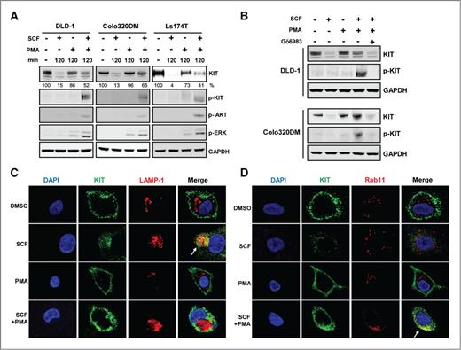 Protein Kinase C-δ–Mediated Recycling of Active KIT in Colon Cancer ...