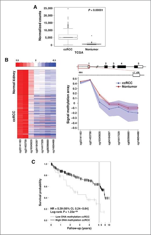 DNA Methylation of the SLC16A3 Promoter Regulates Expression of the ...