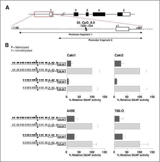 DNA Methylation of the SLC16A3 Promoter Regulates Expression of the ...