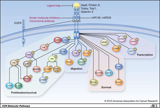 Molecular Pathways: MERTK Signaling in Cancer | Clinical Cancer ...