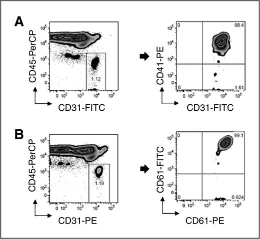 Characterization of CD45−/CD31+/CD105+ Circulating Cells in the ...