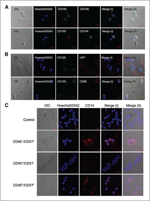 Characterization of CD45−/CD31+/CD105+ Circulating Cells in the ...
