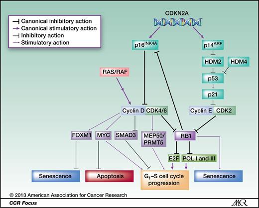 The Cell-Cycle Regulator CDK4: An Emerging Therapeutic Target in ...