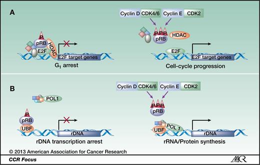 The Cell-Cycle Regulator CDK4: An Emerging Therapeutic Target in ...