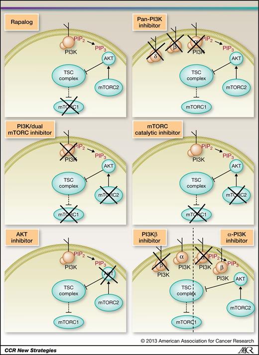 New Strategies in Endometrial Cancer: Targeting the PI3K/mTOR Pathway ...