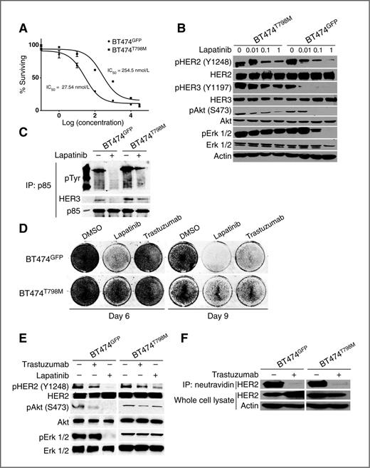 Human Breast Cancer Cells Harboring a Gatekeeper T798M Mutation in HER2 ...