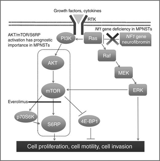 Prognostic Significance of AKT/mTOR and MAPK Pathways and Antitumor ...