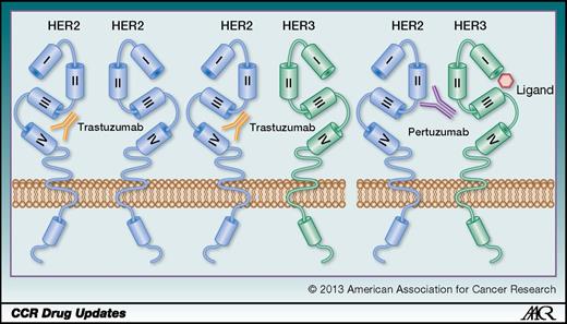 Pertuzumab: Optimizing HER2 Blockade | Clinical Cancer Research ...