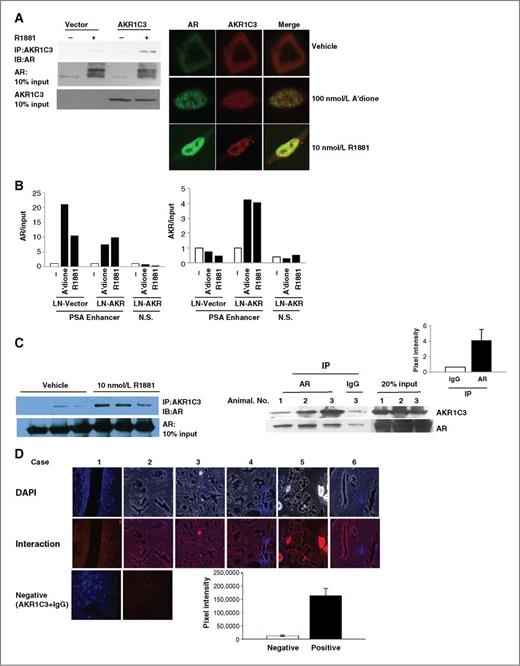 Steroidogenic Enzyme AKR1C3 Is a Novel Androgen Receptor-Selective ...