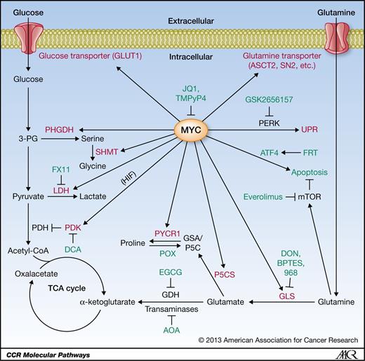 Molecular Pathways: Targeting MYC-induced Metabolic Reprogramming and ...