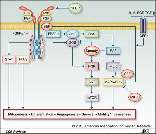 Targeting Fibroblast Growth Factor Pathways in Prostate Cancer ...
