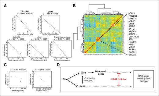 Proteomic Markers of DNA Repair and PI3K Pathway Activation Predict ...