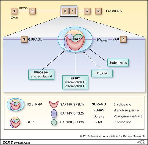 Test-Firing Ammunition for Spliceosome Inhibition in Cancer | Clinical ...