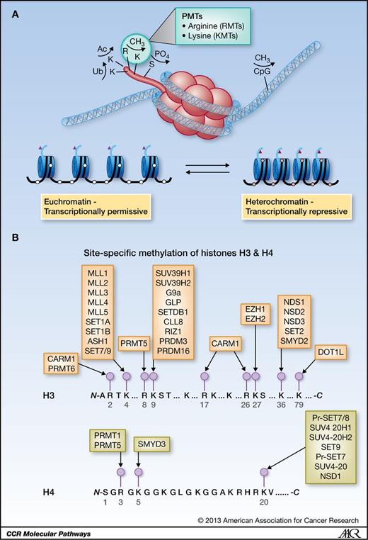 Molecular Pathways: Protein Methyltransferases in Cancer | Clinical ...