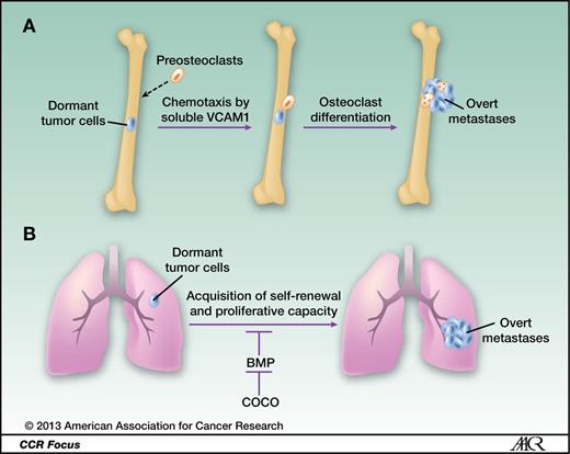 Metastasis Dormancy in Estrogen Receptor–Positive Breast Cancer ...