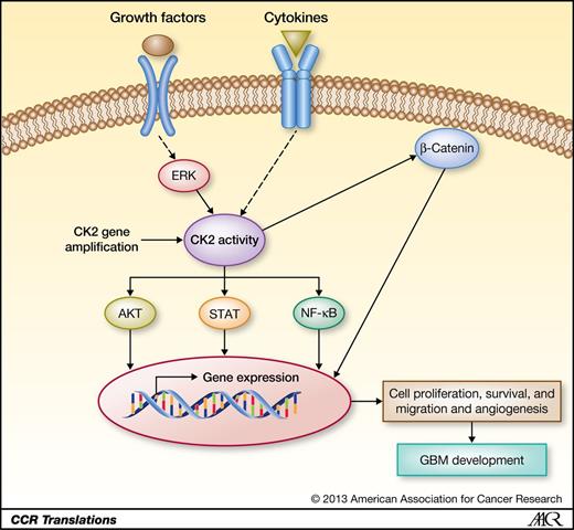 The Role of Protein Kinase CK2 in Glioblastoma Development | Clinical ...