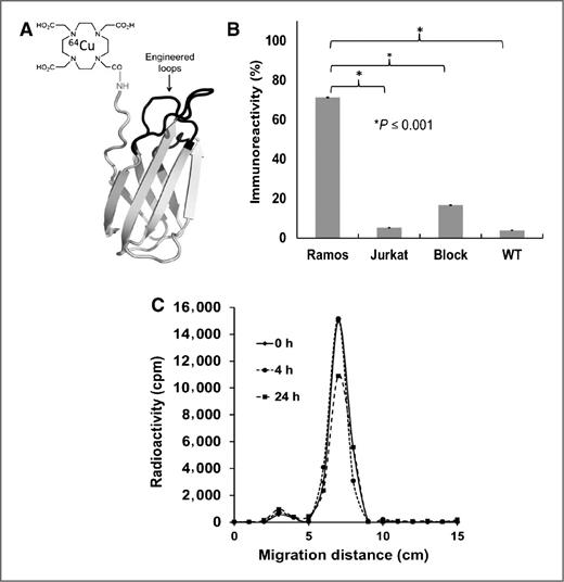 A Novel Engineered Anti-CD20 Tracer Enables Early Time PET Imaging in a ...