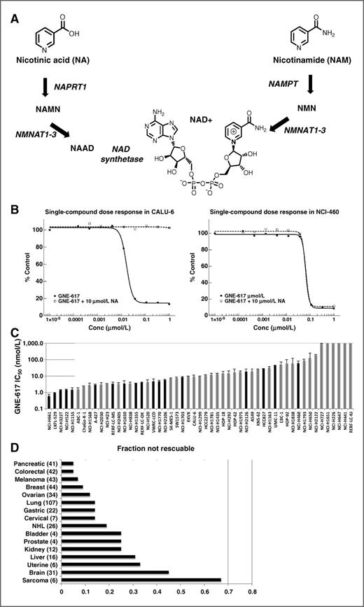 Loss of NAPRT1 Expression by Tumor-Specific Promoter Methylation ...