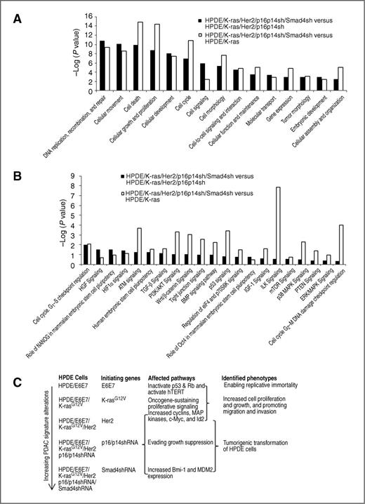 Deciphering the Mechanisms of Tumorigenesis in Human Pancreatic Ductal ...