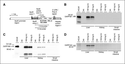 Influence of Human OATP1B1, OATP1B3, and OATP1A2 on the ...