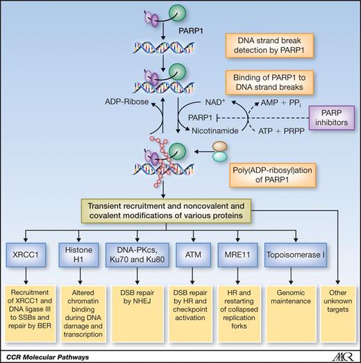 Molecular Pathways: Targeting PARP in Cancer Treatment | Clinical ...