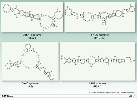 Use of Oligonucleotide Aptamer Ligands to Modulate the Function of ...