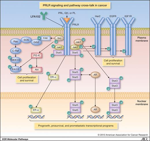 Molecular Pathways: Blockade of the PRLR Signaling Pathway as a Novel ...