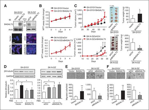 β-1,4-Galactosyltransferase III Enhances Invasive Phenotypes Via β1 ...