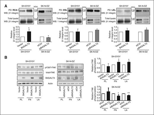 β-1,4-Galactosyltransferase III Enhances Invasive Phenotypes Via β1 ...