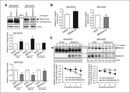 β-1,4-Galactosyltransferase III Enhances Invasive Phenotypes Via β1 ...