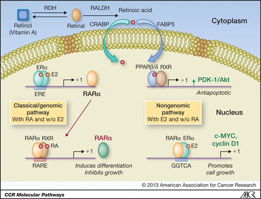 Molecular Pathways: Current Role and Future Directions of the Retinoic ...