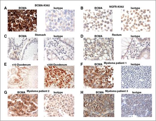 B-cell Maturation Antigen Is a Promising Target for Adoptive T-cell ...