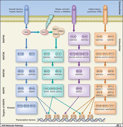 Molecular Pathways: Mitogen-Activated Protein Kinase Pathway Mutations ...