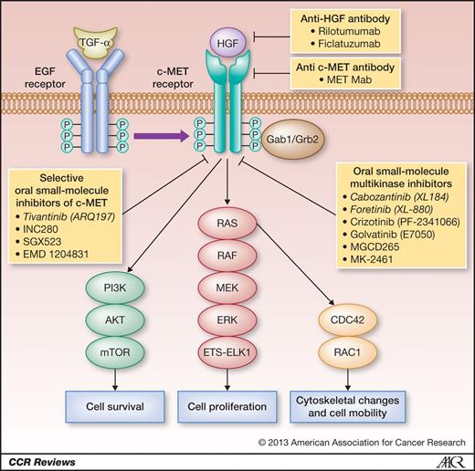 Targeting the HGF/c-MET Pathway in Hepatocellular Carcinoma | Clinical ...