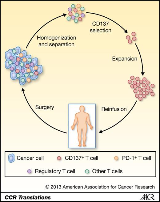 CD137 as a Biomarker for Tumor-Reactive T Cells: Finding Gold in the ...