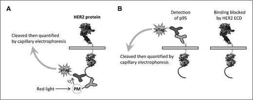 Quantitative Measurements of Tumoral p95HER2 Protein Expression in ...