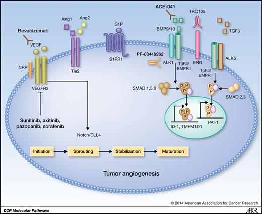 Molecular Pathways: Can Activin-like Kinase Pathway Inhibition Enhance ...
