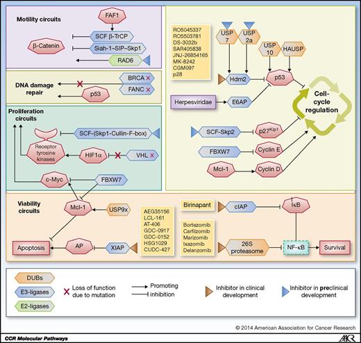 Molecular Pathways: Turning Proteasomal Protein Degradation into a ...