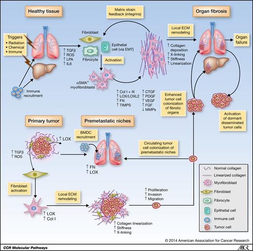 Molecular Pathways: Connecting Fibrosis and Solid Tumor Metastasis ...