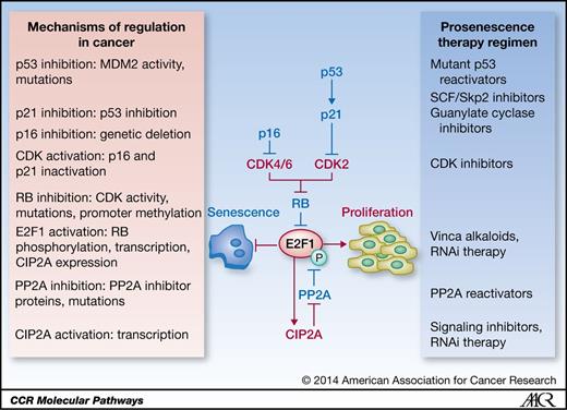Molecular Pathways: Harnessing E2F1 Regulation for Prosenescence ...