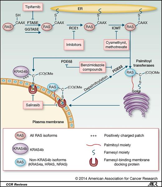 A RAS Renaissance: Emerging Targeted Therapies for KRAS-Mutated Non ...