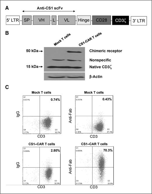 Genetic Modification of T Cells Redirected toward CS1 Enhances ...
