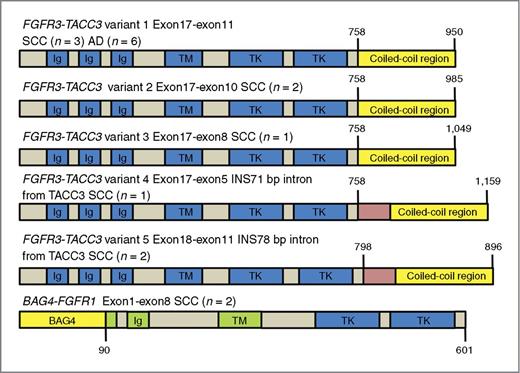 FGFR1/3 Tyrosine Kinase Fusions Define a Unique Molecular Subtype of ...