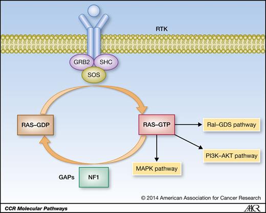 Molecular Pathways: Targeting NRAS in Melanoma and Acute Myelogenous ...