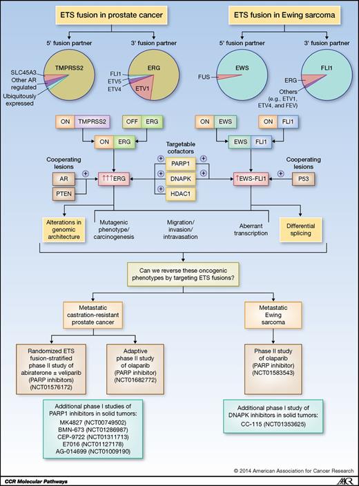 Molecular Pathways: Targeting ETS Gene Fusions in Cancer | Clinical ...