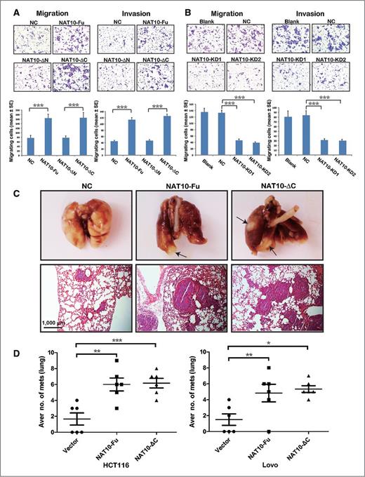 GSK-3β–Regulated N-Acetyltransferase 10 Is Involved in Colorectal ...