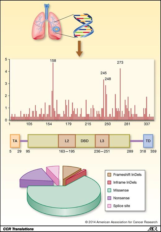 TP53 Mutations and Lung Cancer: Not All Mutations Are Created Equal ...